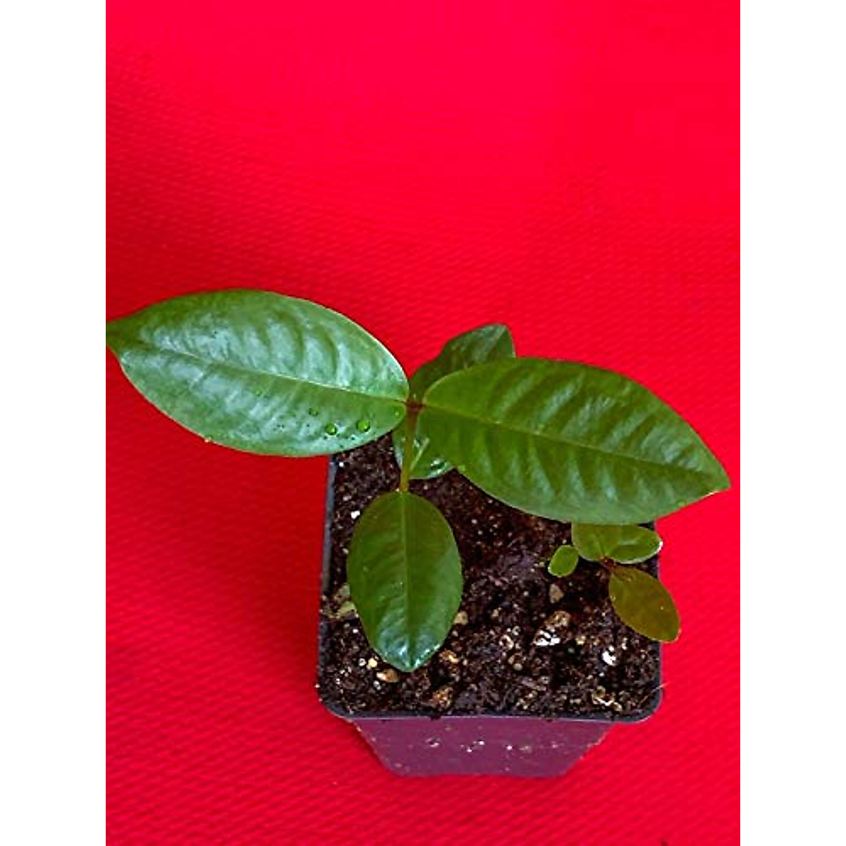 Purple Malay Apple Syzygium malaccense Fruit Tree Starter Potted Plant Very Rare