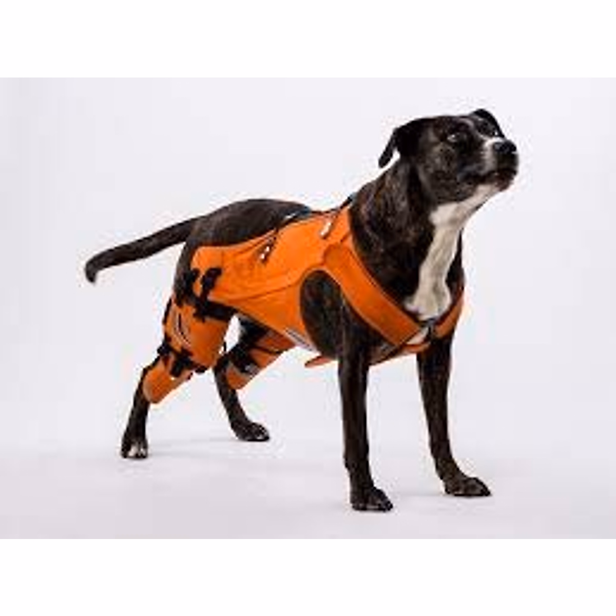 Holistic Horseworks Canine Musculoskeletal Unwinding Home Study Course - Watch Instantly, with Copy Canine Musculoskeletal Unwinding Workbook - for Dog and Pets Lovers