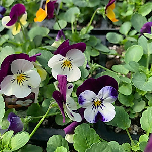 CHUXAY GARDEN Mix Viola Tricolor Seed 500 Seeds Colorful Johnny Jump-up Flower Beauty Purple Yellow White Flowers High Yield Flourishing Wonderful Choice for Garden