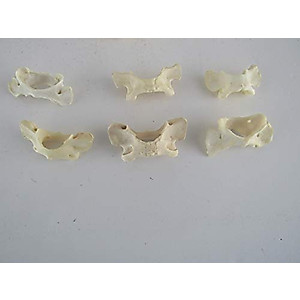 5 Raccoon VERTEBRA ATLAS BUTTERFLY BONE TAXIDERMY CRAFTS TEETH ANIMAL BONES COYOTE