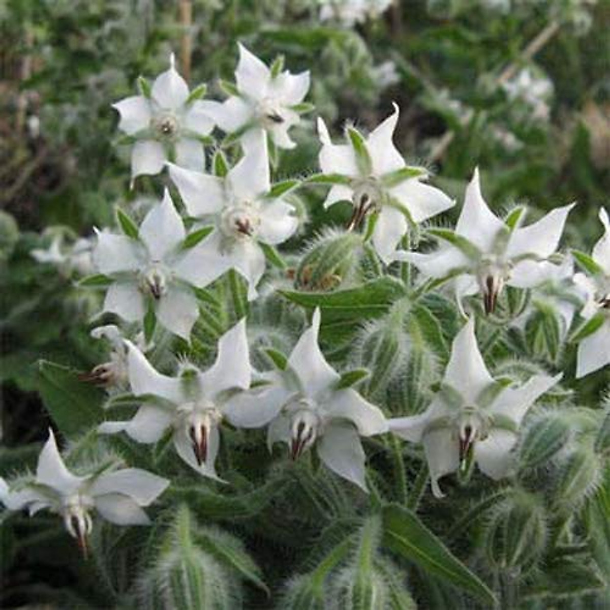 Outsidepride Borago Officinalis White Borage Herb Garden Flowering Plants Great for Bee Pollination - 1000 Seeds