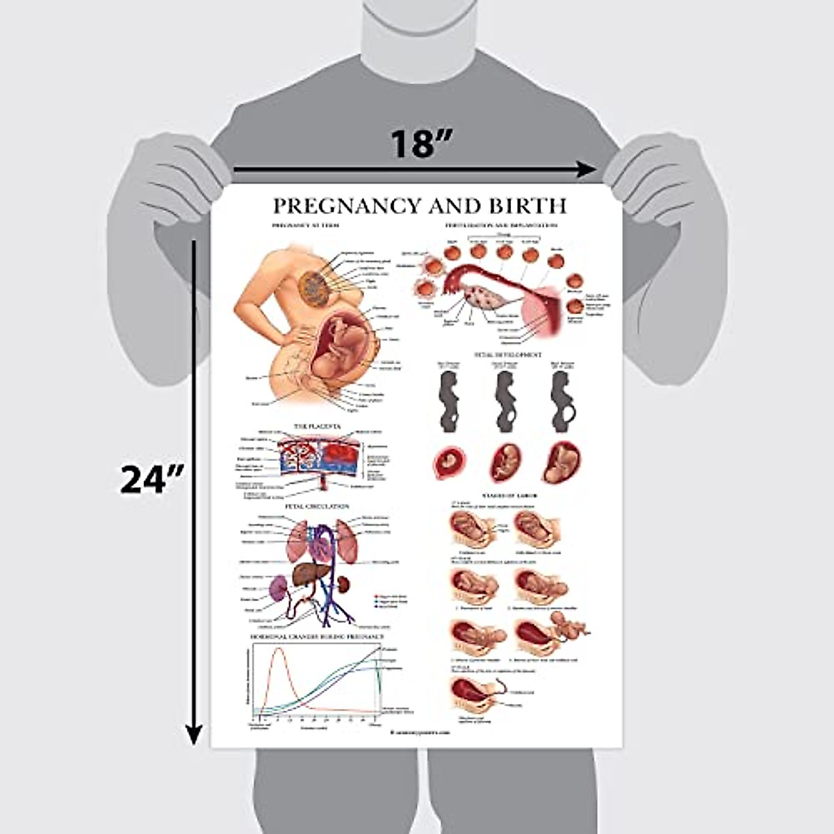Palace Learning Pregnancy and Birth Anatomy Poster - Anatomical Chart of Pregnant Female - 18" x 24" - Laminated