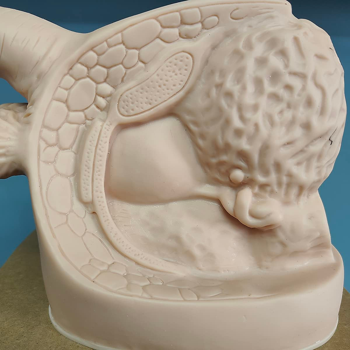 SIULAS Male Reproductive Organ Model - Anatomical Training Manikin - PVC Material, Light Brown, For Medical Professionals, Students, and Educators