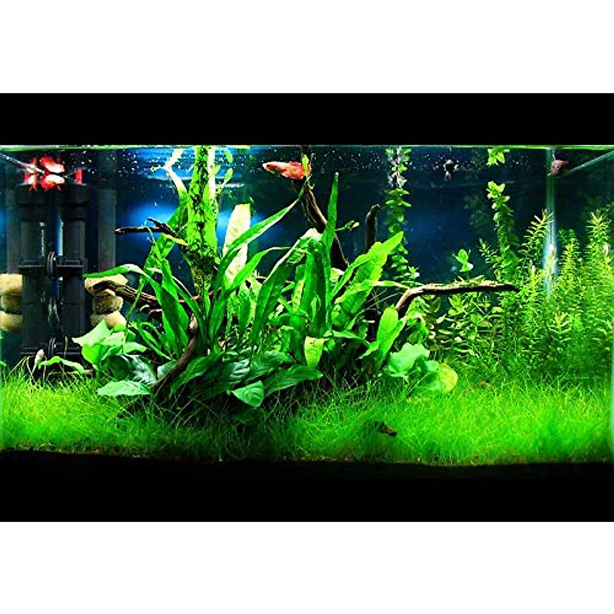 Java Fern – Mature, Healthy, Super Easy Live Aquarium Plant 5-6 in. Great for Betta Guppy Cherry Shrimp! by Aquatic Discounts. BUY2GET1FREE!