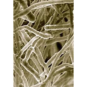 BaleBuster Straw Bale Gardening Twenty Bale Preparation kit Traditional Refined NPK Formulation 24 lbs (not Organic)