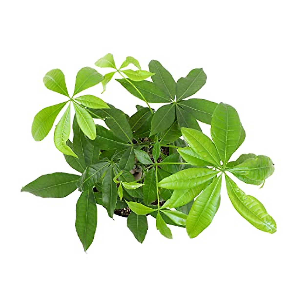 Money Tree Plant Indoor House Plants, Chinese Money Plant Decor, Bonsai Tree Feng Shui Decor, House Plants Indoors Live Plants Indoor Plants Live Houseplants Live Indoor Live Plants by Plants for Pets