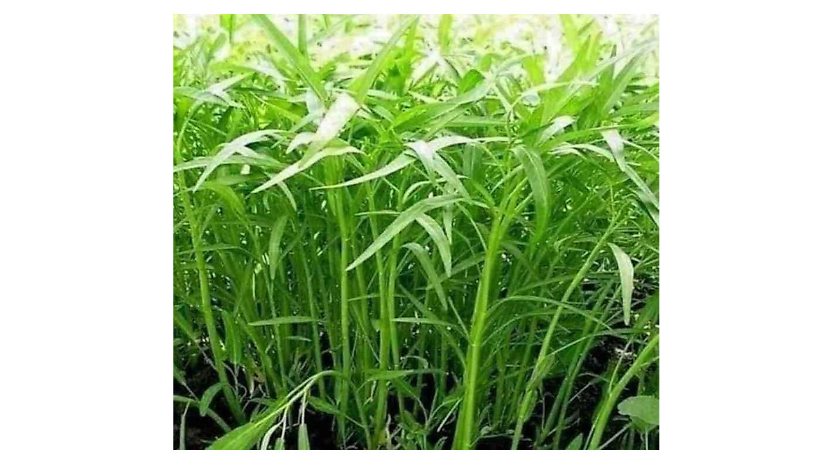 Buy 2000+ Kangkong Seeds - High Germination & Easy to Grow