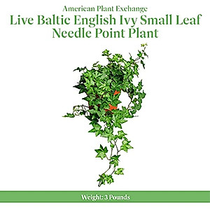 American Plant Exchange Live Baltic English Ivy Small Leaf Needle Point Plant, Vine and Plant Pot for Home and Garden Decor, 6" Pot