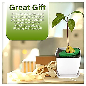 AvoSeedo Avocado Tree Growing Kit with Pot, Green & White, Practical Gifts for Women, Mom, Sister, Best Friend & Kids, Plant Indoors with Novelty Pit Grower Boat & Kitchen Garden Seed Starter