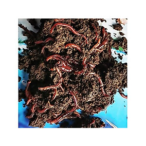 Nature's Dream Ranch 500 Count Live Red Wiggler Composting Worms Vermicomposting Garden Red Wrigglers, Pet Feed, Kid Experiment