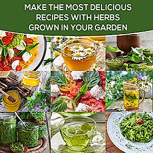 Medicinal and Tea Herb Seeds Collection - Over 4,500 Heirloom and Non GMO Garden Seeds for Planting Indoor, Outdoor & Hydroponic - Includes Basil, Lemon Balm, Chamomile, Lavender, and More
