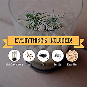 Jurassic Ginkgo | Tree Seed Grow Kit | The Jonsteen Company