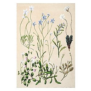 Ink Inc. Botanical Prints Floral Wildflowers Wall Art Prints - Set of 9-5x7- Matte - Unframed