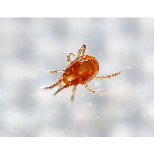 NaturesGoodGuys - Live Adult Phytoseiulus persimilis - Best for Two Spotted Spider Mites (2,000 Live Adult P. Persimilis)
