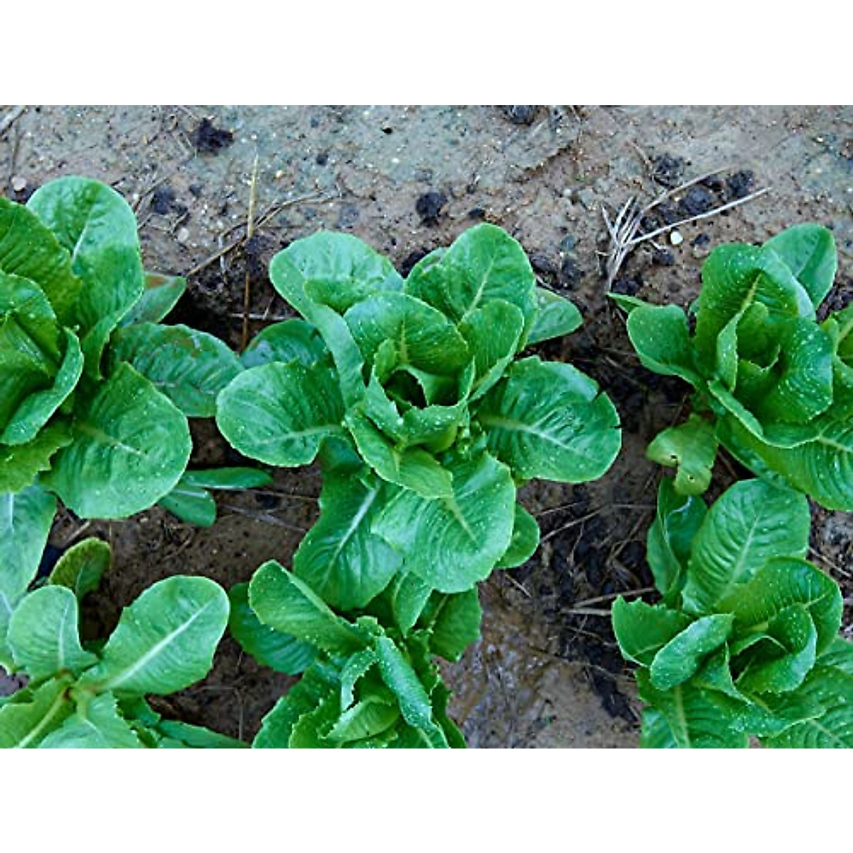 3000 Parris Island Cos Romaine Lettuce Seeds - 4+ Grams - Heirloom Non-GMO USA Grown Premium Vegetable Seeds for Planting - by RDR Seeds