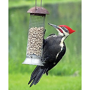 C&S Wild Bird Woodpecker Suet Nuggets Mega Box, 8 Pounds