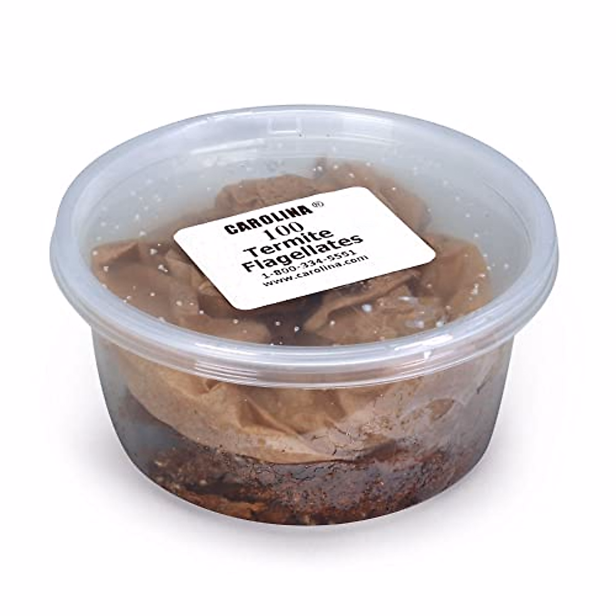 Termite Flagellates, Living, Pack of 100