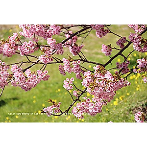 Canon DSLR camera EOS 8000D body 24.2 million pixels EOS8000D [International Version, No Warranty]