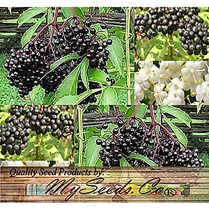 Big Pack - (1,000) American Elderberry Seeds - Sambucus Canadensis - Non-GMO Seeds by MySeeds.Co (Big Pack - Elderberry)