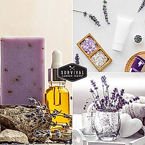 Lavender Seed for Planting - 3 Packets with Instructions to Plant and Grow Edible & Medicinal Lavandula Herbs in Your Home Vegetable Garden - Non-GMO Heirloom Variety - Survival Garden Seeds