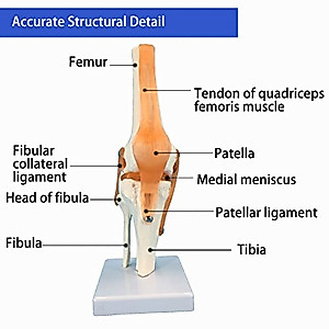 Veipho Knee Model, Flexible Knee Joint Model with Ligament and Stand, Life Size Human Knee Joint Model, Knee Anatomy Model, Human Knee Joint Model for Learning, Demonstrating
