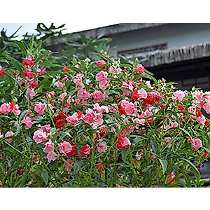 100+ Mixed Impatiens Balsamina Balsam Camelia Impatiens Seeds Double Flower Touch Me Not