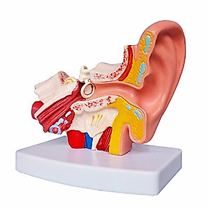 Doc.Royal Human Professional Desktop Ear Joint Simulation Model Medical Anatomy PVC Plastic Type DR-XF-102