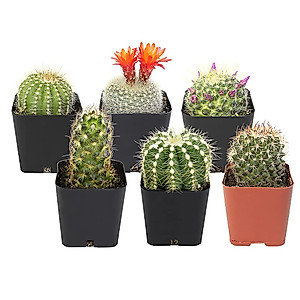 Cactus Plants (Mix of 6), Mammillaria Cactus Plants Live in Cactus Soil, Opuntia Cactus Live Plants, Cacti Plants, Cactus Décor Succulent, Cacti Décor Drought Tolerant Plants by Plants for Pets