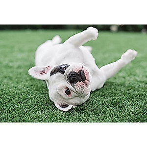 BioTurf BioS+ Artificial Turf Grass Concentrate Enzyme Cleaner and Pet Odor Eliminator - Removes Odors and Sanitizes - Organic, Safe, Environmentally Responsible (1 Gallon)