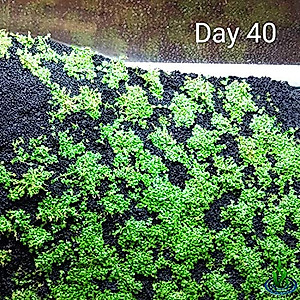 Greenpro Dwarf Baby Tears Hemianthus Callitrichoides Java Moss Live Aquarium Plants Freshwater Fish Tank Vitro TC Cup