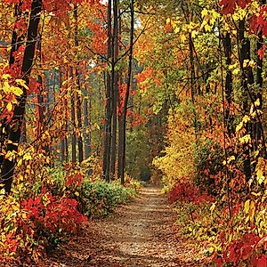 LYWYGG 10X10FT Autumn Scenery Deciduous Background Vinyl Deciduous Mountain Road Photography Backdrop Tree and Yellow Fall Leaves View Background Studio Props CP-67-1010