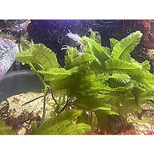 Live Saltwater Plant 5-7 inches Caulerpa Palm Tree Macroalgae Live Marine Plant Coral Reef Refugium Sump Display