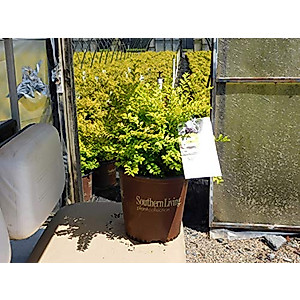 Southern Living Sunshine Ligustrum 2 Gallon