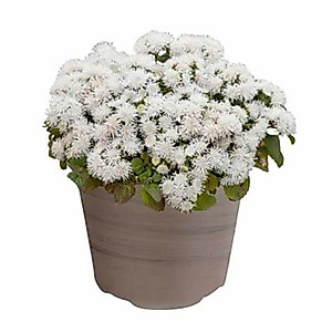 CHUXAY GARDEN 100 Seeds White Ageratum Houstonianum,Flossflower,Bluemink,Blueweed,Pussy Foot,Mexican Paintbrush Rare White Flowers Hardy Bear Ear Plant Easy to Grow & Maintain