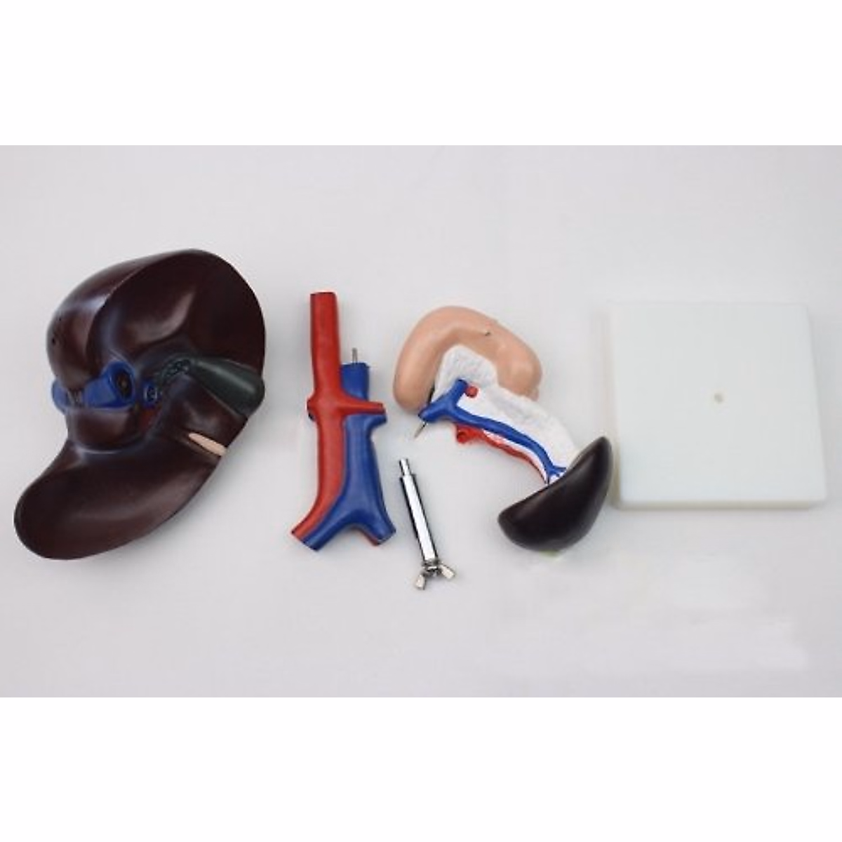 Human Life Size Liver, Pancreas and Duodenum Simulation Model Medical Anatomy Type:YR-H-XC-311