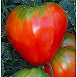German Red Strawberry Tomato Seeds (20+ Seeds) | Non GMO | Vegetable Fruit Herb Flower Seeds for Planting | Home Garden Greenhouse Pack
