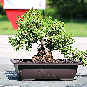 DOITOOL 5PCS Rectangular Bonsai Training Pot , 6.5 inch Plastic Bonsai Pot with Drainage Hole, Small Bonsai Planter Pot for Desktop Decoration Nursery, Garden, Balcony