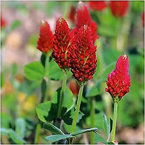 Seed Needs, 4,000+ Crimson Clover Wildflower Seeds (Trifolium incarnatum) Hummingbird, Bee and Butterfly Attracting - Annual Seeds Bulk