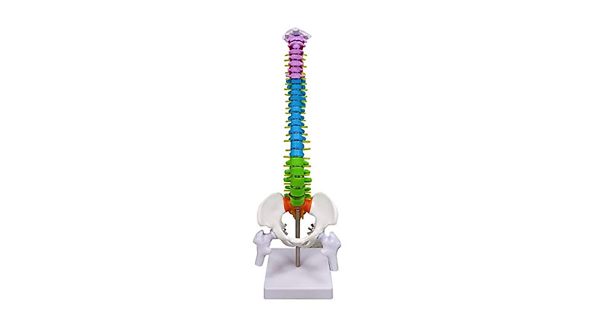 Mini Color Coded Human Spine Model for Education & Demonstration