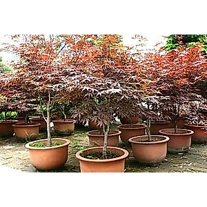 Suminagashi Japanese Maple 10 Seeds- Outdoors or Bonsai