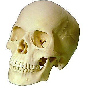 Life-Size Human Skull Anatomy Medical Studies Replica, Model 3093001