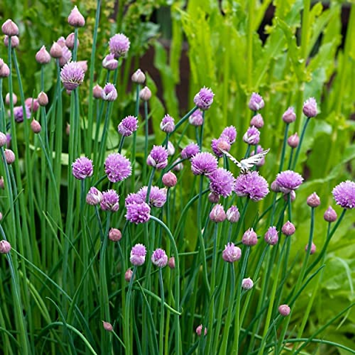 The Old Farmer's Almanac Heirloom Organic Chive Seeds - Approx 250 Seeds