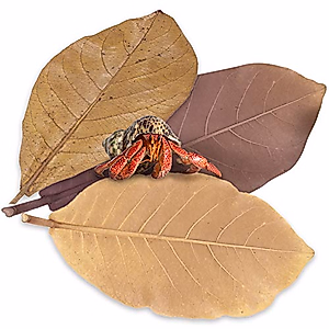 JOR 12 Pack Large 7"-9" Catappa Leaves for Hermit Crabs, Dried Indian Almond Leaves as Perfect Hiding Spot & Keep Humidity Levels in Aquarium Tank, Source of Delicious Treats, Helps Lowers Stress