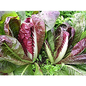 800 Red Treviso Endive Seeds for Planting Heirloom Non-GMO 2.5+ Grams Garden Vegetable Bulk Survival Chicory Radicchio