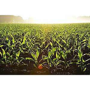 Cracked Corn for Wildlife Feeding (1, 50 Pounds)