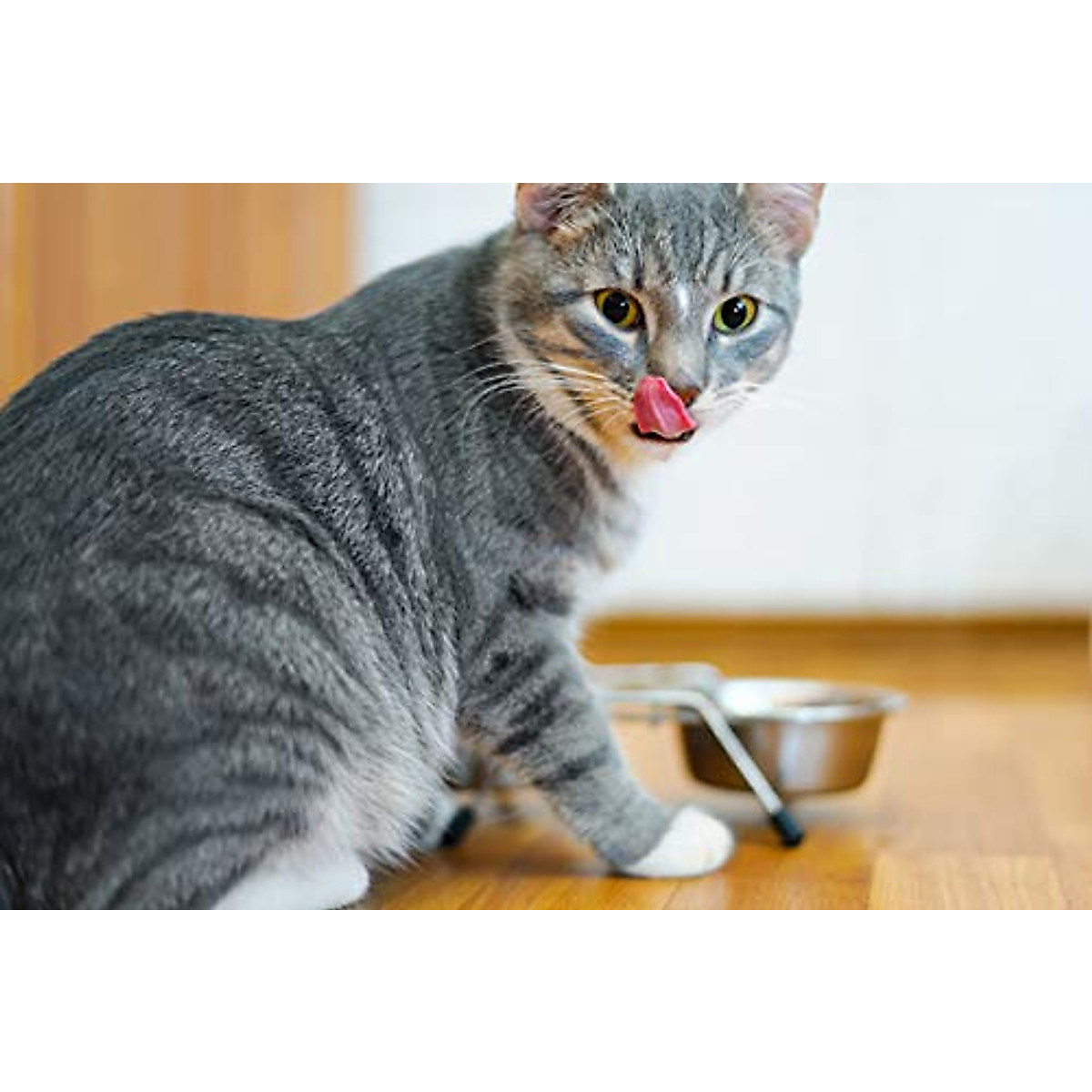 PET SUPPLEMENTS cat Digestive enzymes - CAT PROBIOTIS - Immune Support - Savory Beef Flavor - Natural Formula - cat probiotics for Vomiting - 1 Bottle (60 Treats)