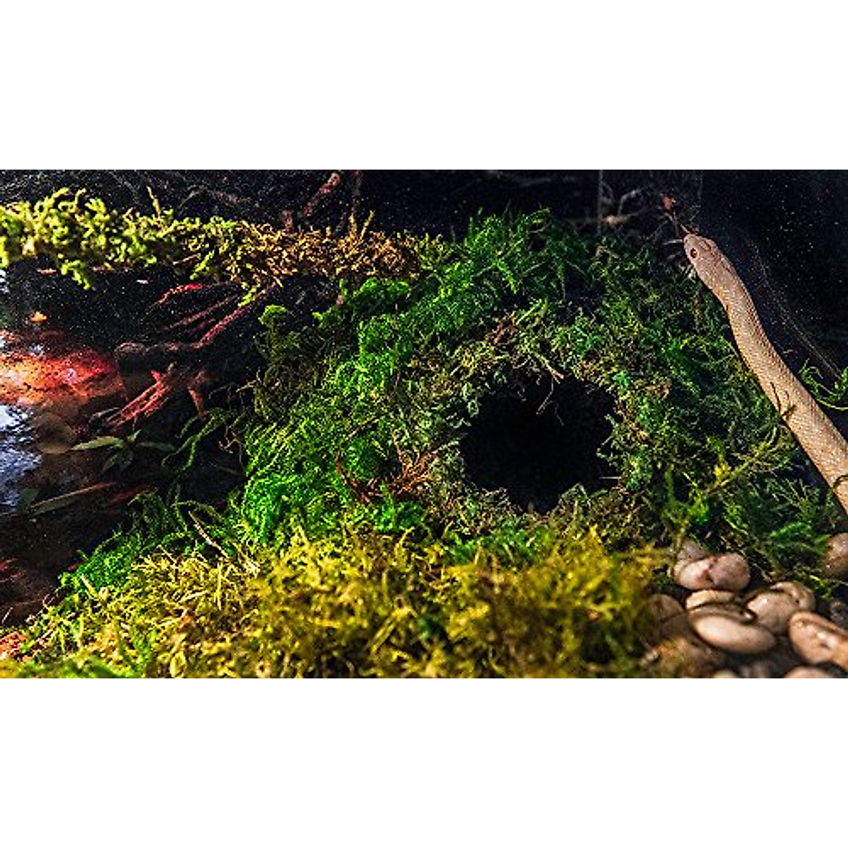 Galápagos (05346) Mossy Cave Hide, 4", Green