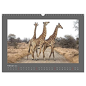 Twigas - Giraffen (Wandkalender 2023 DIN A3 quer), Calvendo 2023 monthly calendar