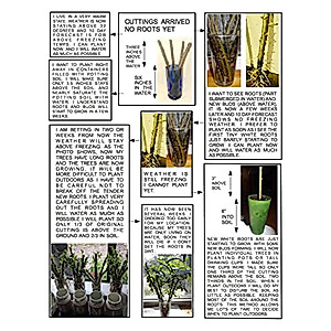 24 Hybrid Willow Trees. Austree Grows 12 Foot 1st Season. Create Instant Privacy Fence Hedge