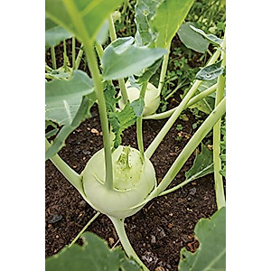 Burpee Konan Hybrid Kohlrabi Seeds 100 seeds